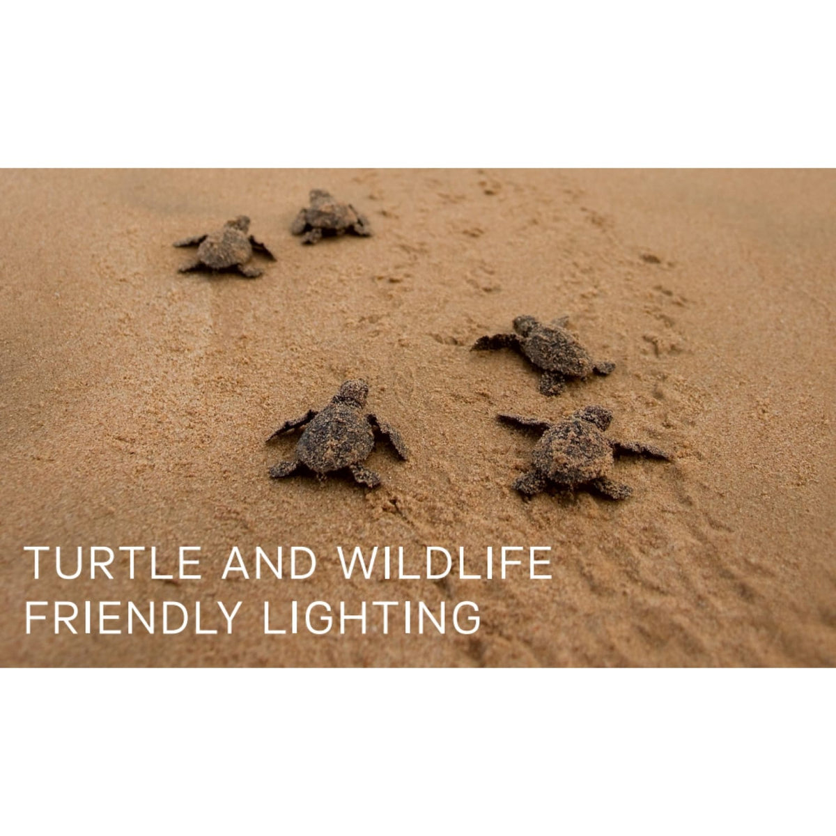 Turtle and Wildlife Friendly Lighting – Coastal Lighting
